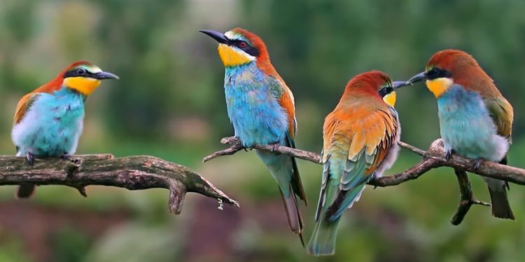 Tata Power builds a ‘Symphony of Freedom’ with birdsong, reiterates ...